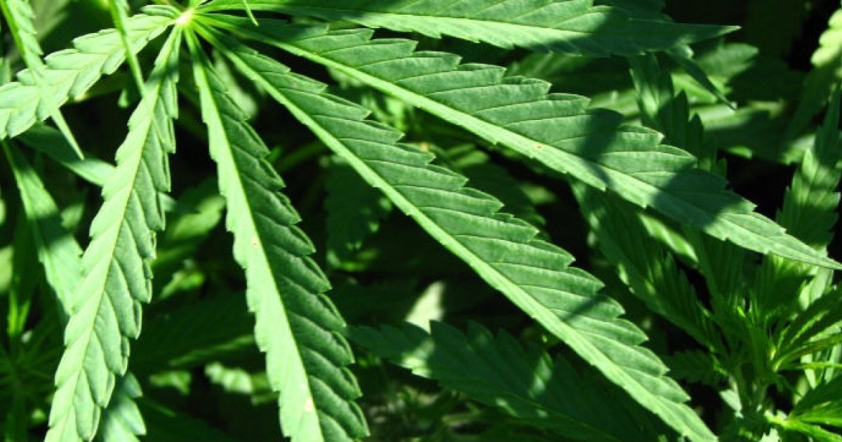 University of Arizona Professor Alleges Retaliation for Marijuana Study ...